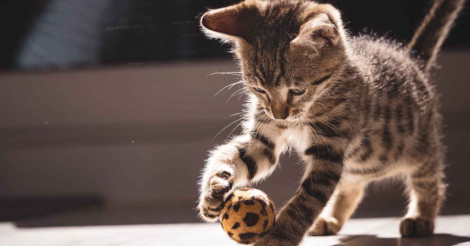 Make A Veterinary Appointment Online | Independence, MO